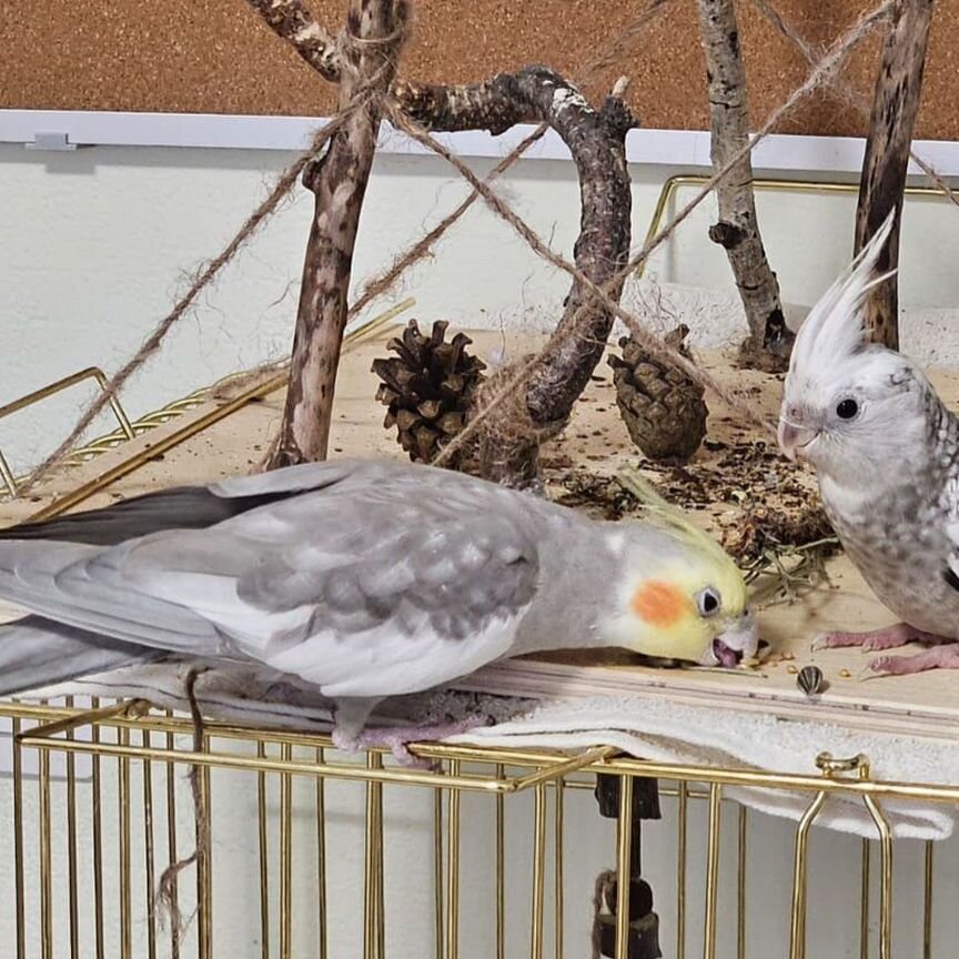 Продам двух Корелл