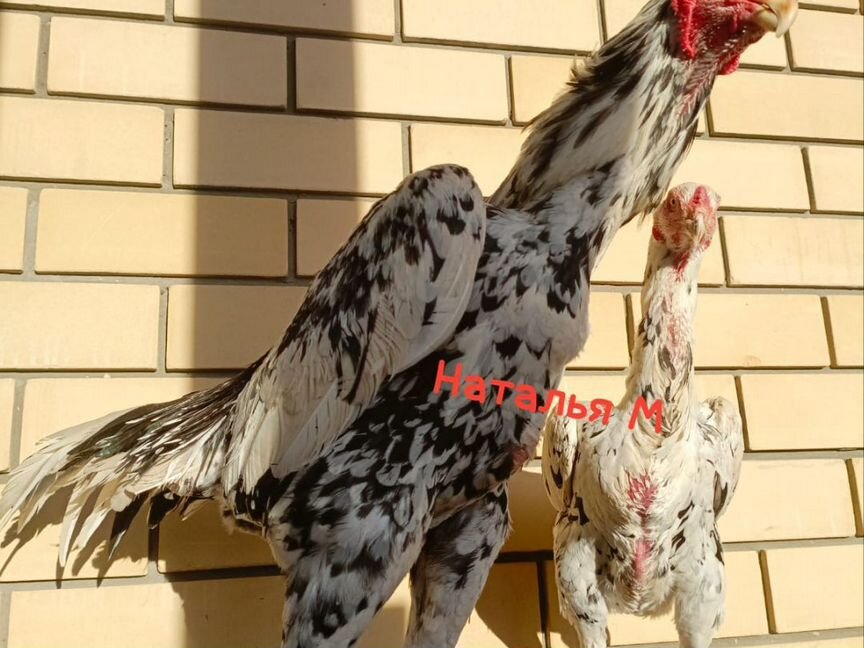 Инкубационное яйцо О Шамо