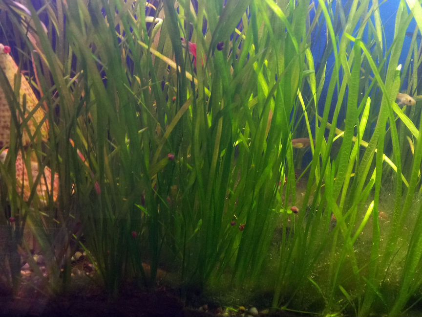 Аквариумные растения