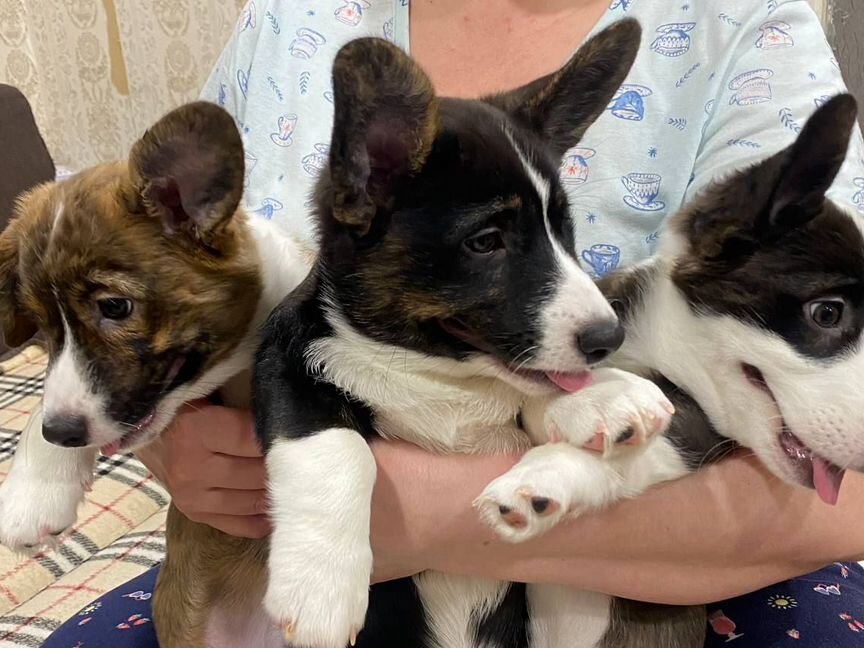 Собаки-корги-кардиган-улыбаки