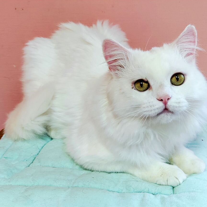 Белый котик ищет дом
