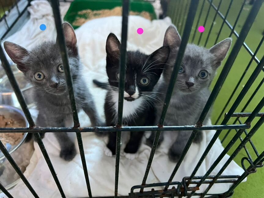 Пушистые малыши