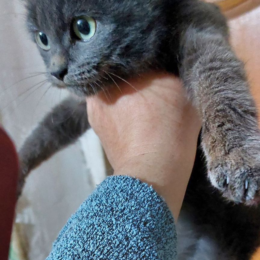 Кошка 8 мес