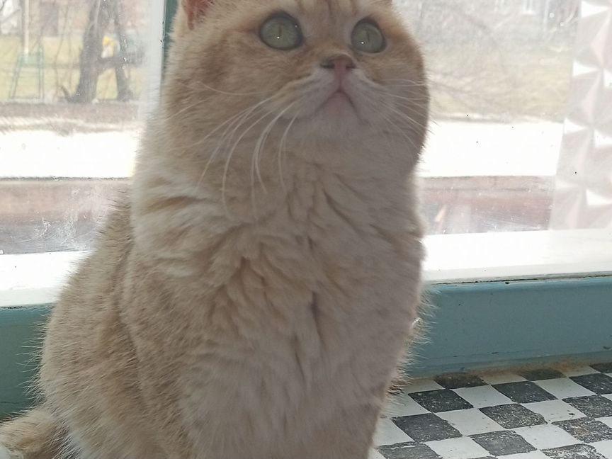 Золотые жирные коты