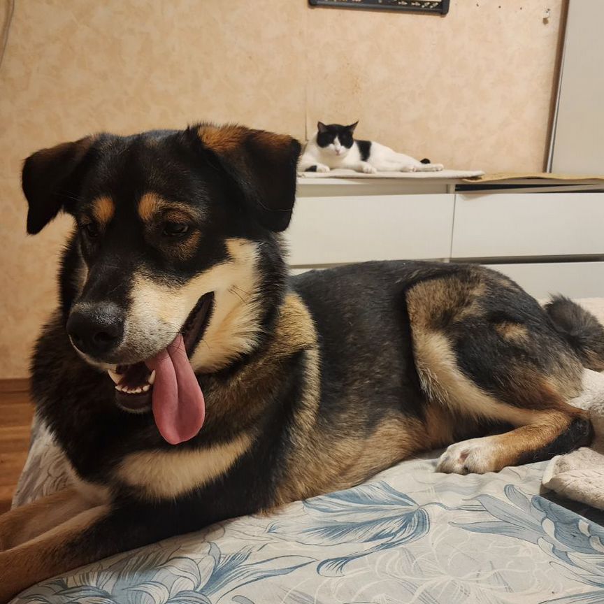 Отдам идеальную собаку