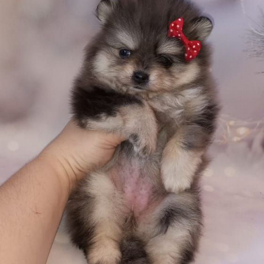 Шпиц померанский