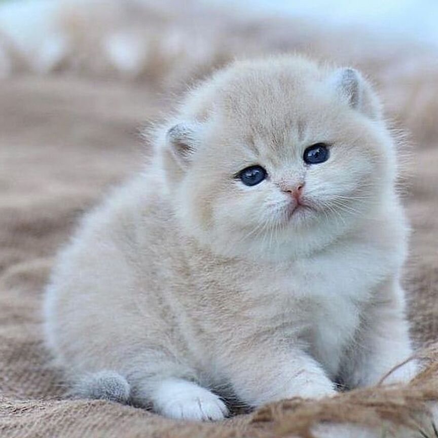 Шотландцы эклюзивного золотого окраса