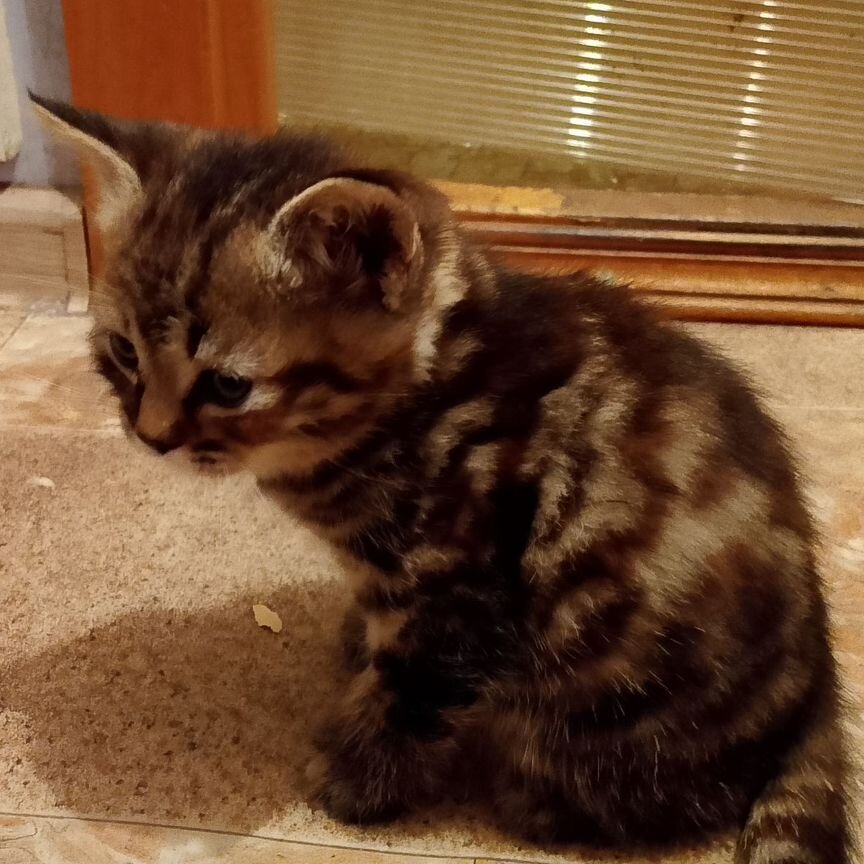 Сибирский котёнок