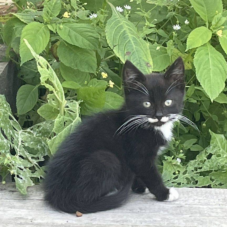 Котята с усами