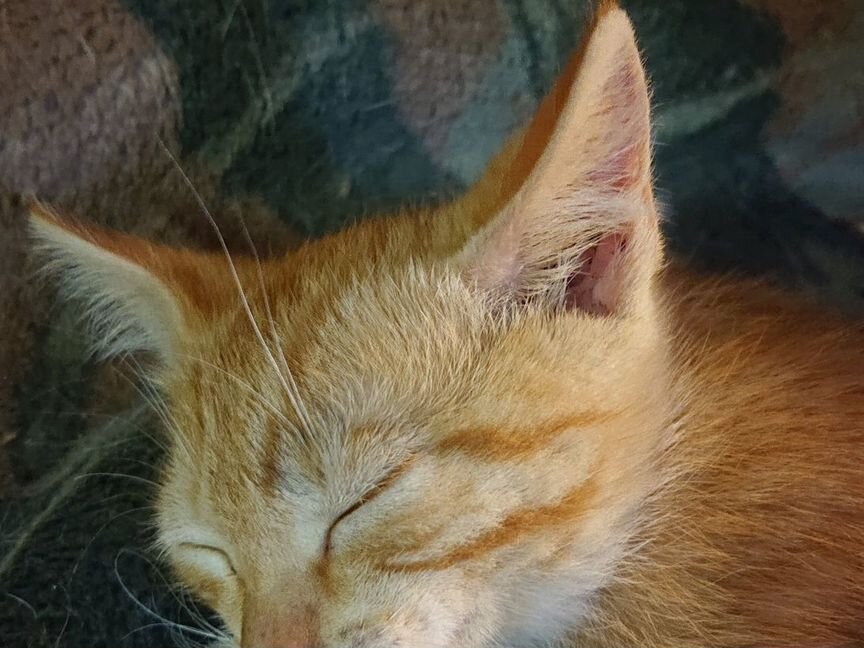 Котёнок. Котёнок. Котёнок