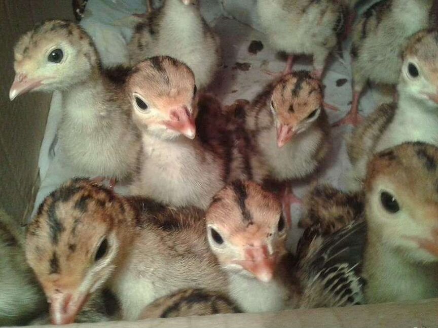 Заказ на индюшат (бронзовые)