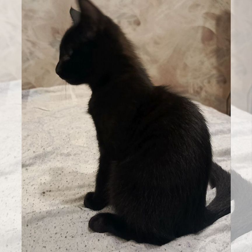 Отдам бесплатно котёнка мальчика