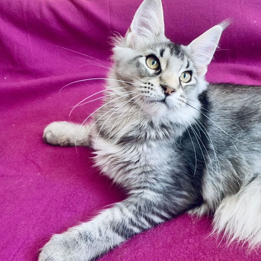 Серебряный красавец, котенок мейнкун, мальчик