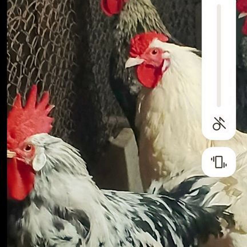 Петухи Пушкинской породы