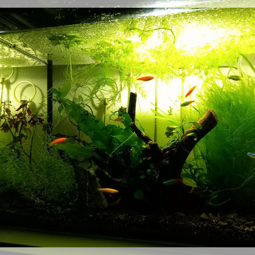 Аквариумные растения прополка