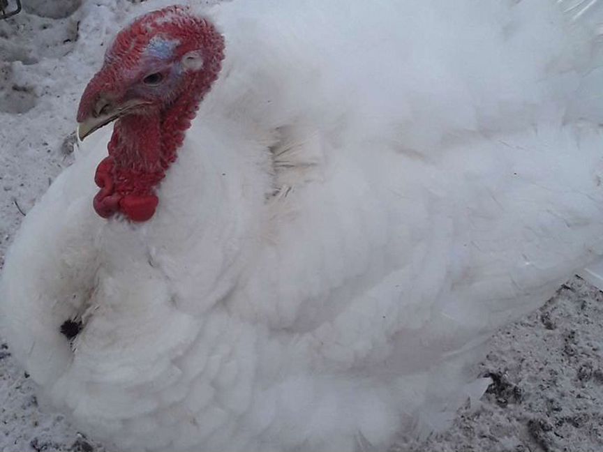 Семья индюков 1+5