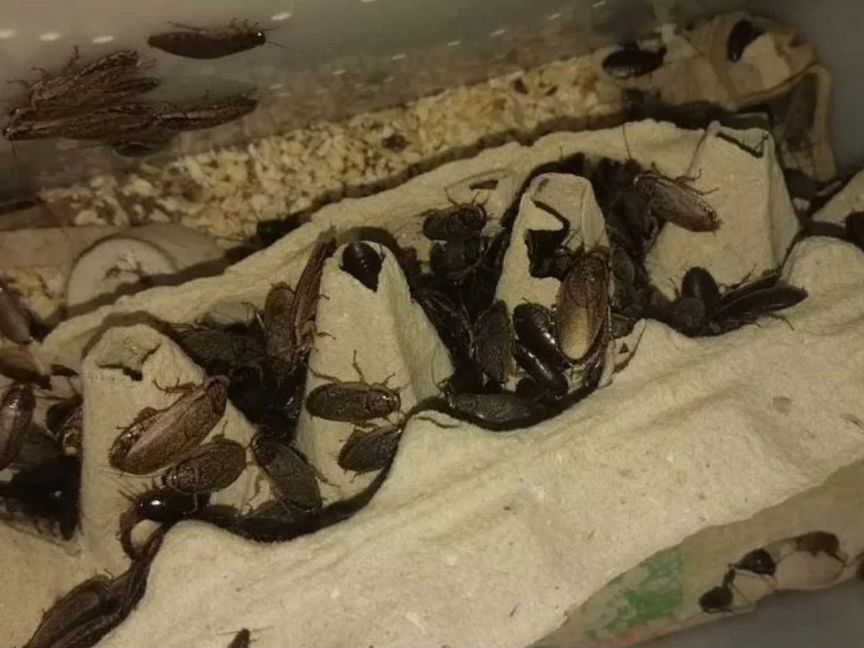 Мраморный таракан, корм для рептилий