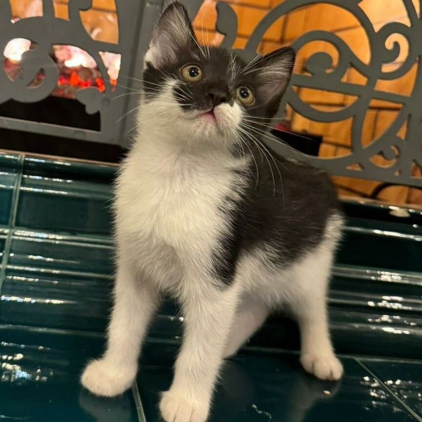 Котенок мальчик в добрые руки