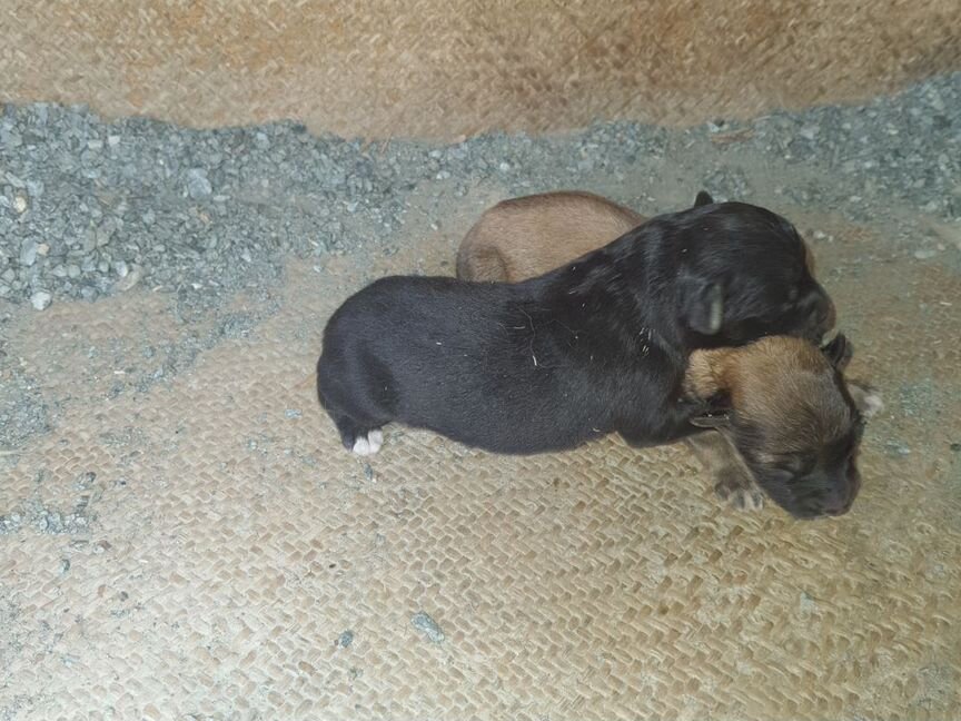 Русский двортерьер