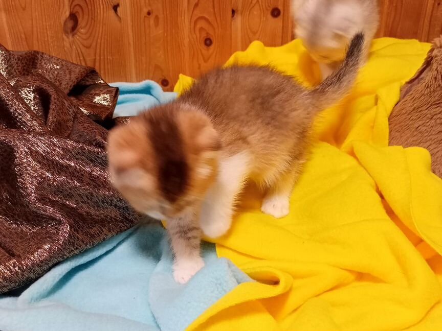 Нарядные шиншиллята