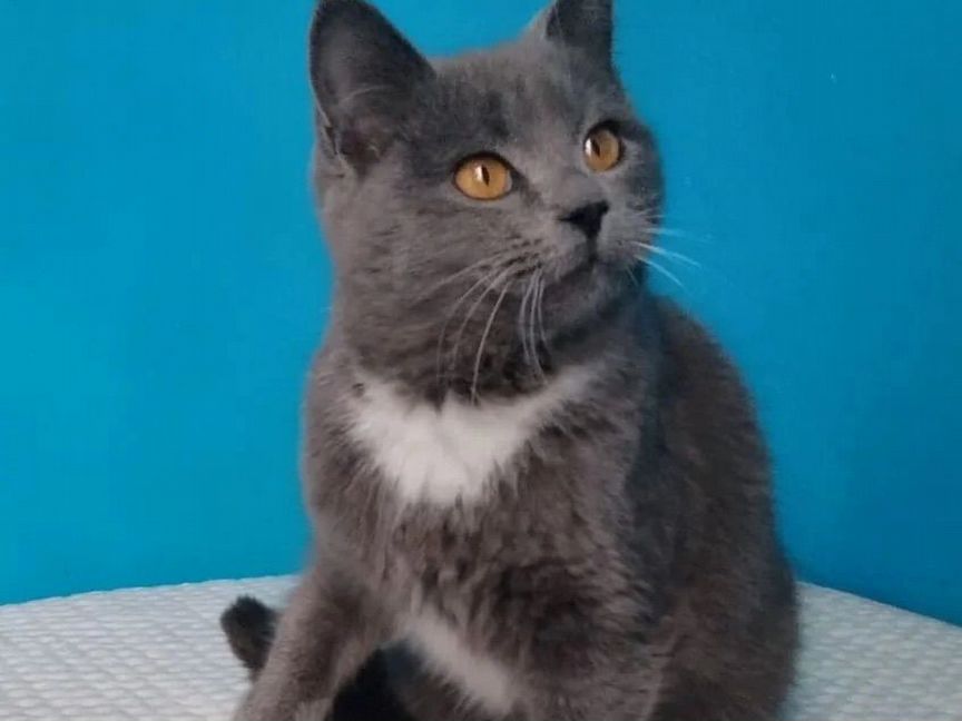 Милая девчоночка в дар