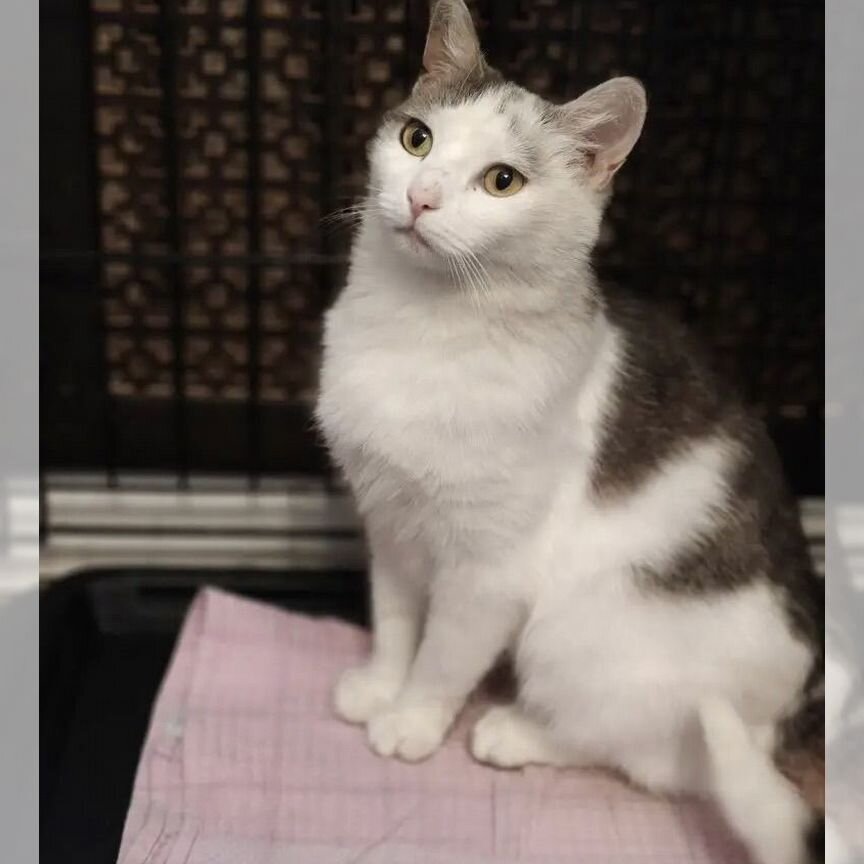 Взрослая, кошка в добрые руки