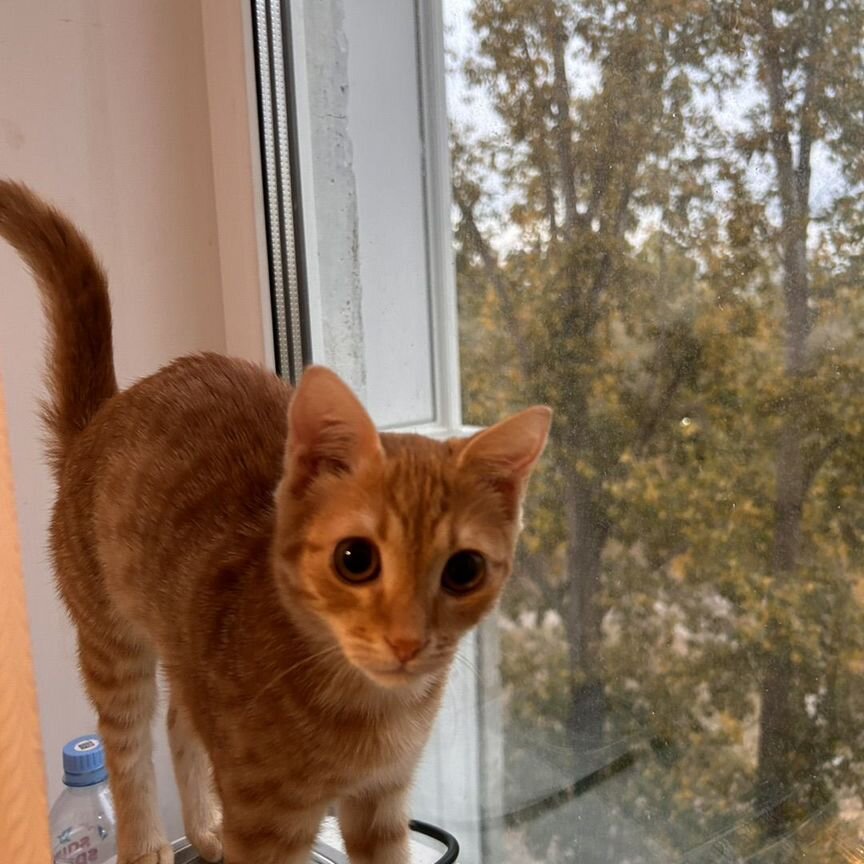 Котенок в добрые руки