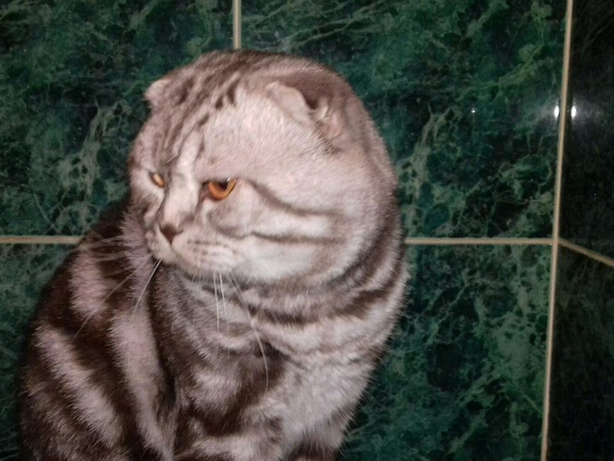 Приглашаем кошечек