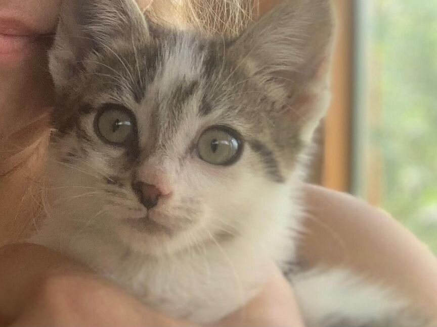 Котёнок