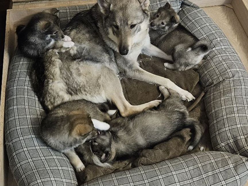 Лайка, Волэнд, Волкособ