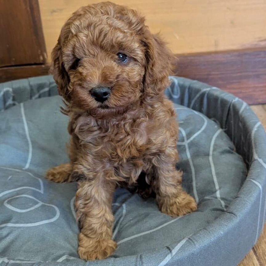 Той-пудель, щенок