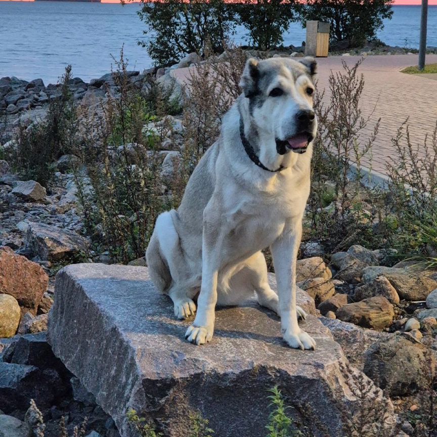 Среднеазиатская овчарка алабай