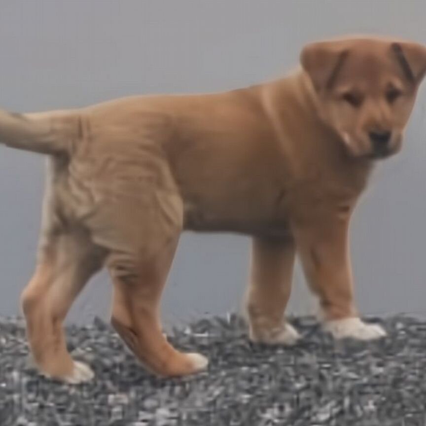 Лабрадор-ретривер, щенок