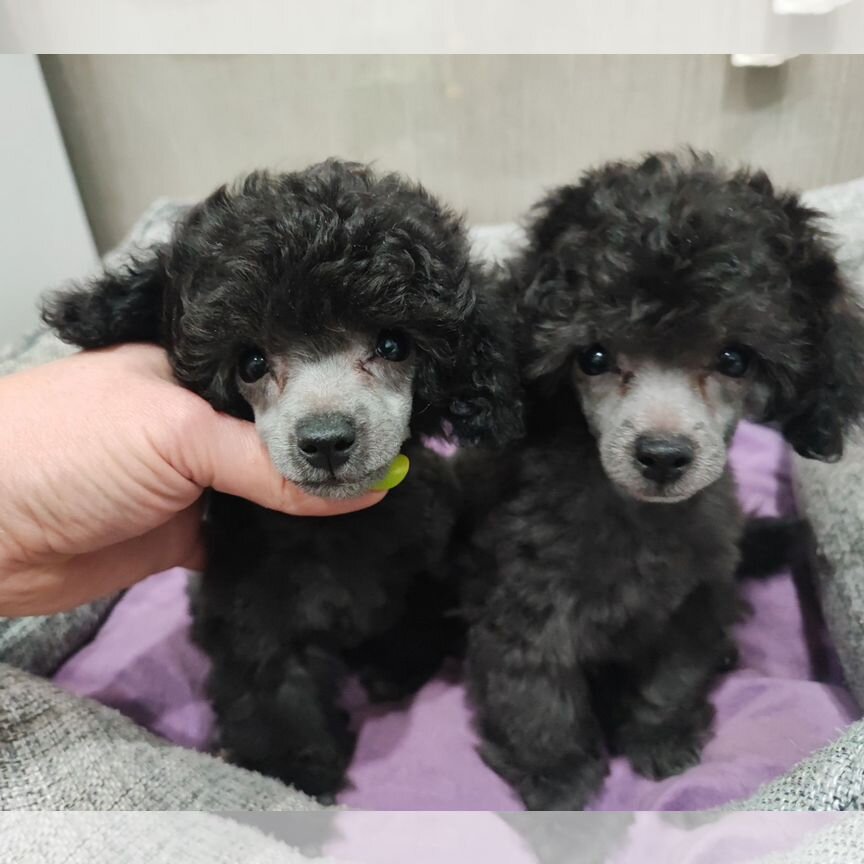 Той-пудель, щенок