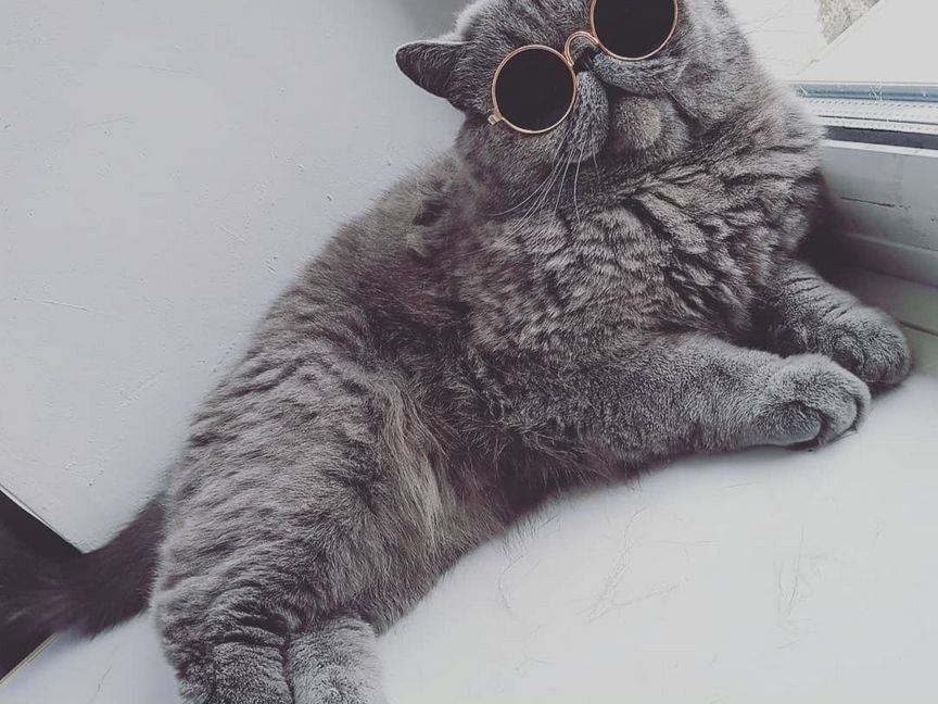 Очки для кошки/собачки