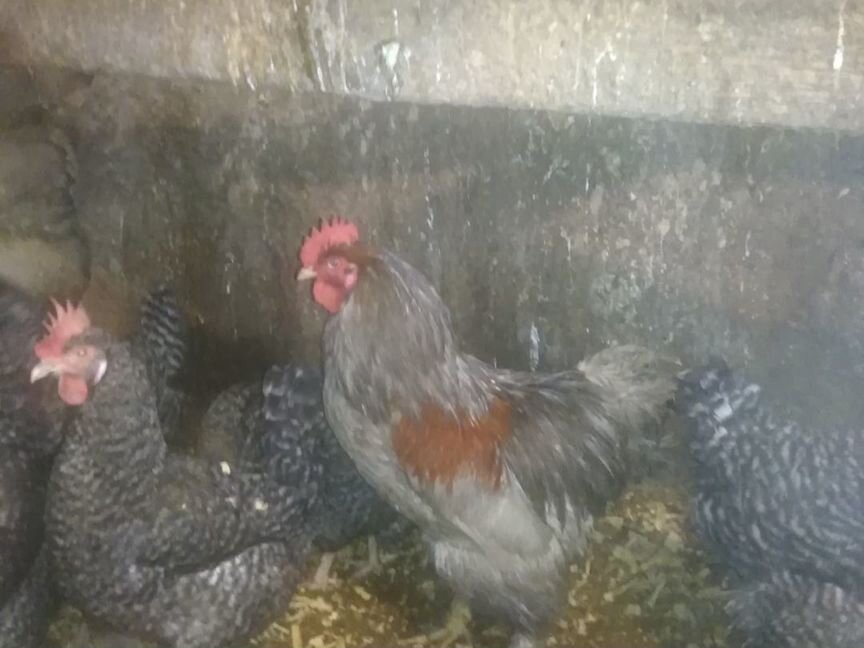 Продам цыплят мясояичных пород