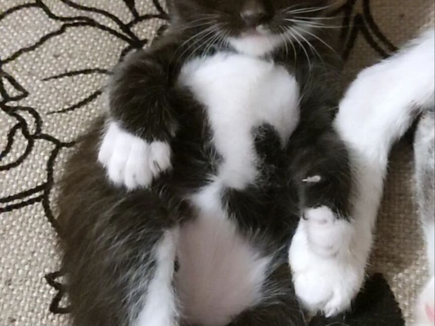 Ищем заботливых родителей