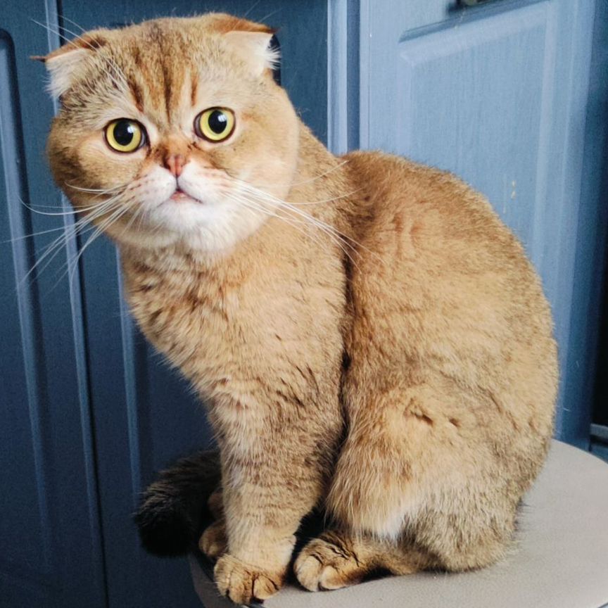 Шотландский вислоухий кот вязка