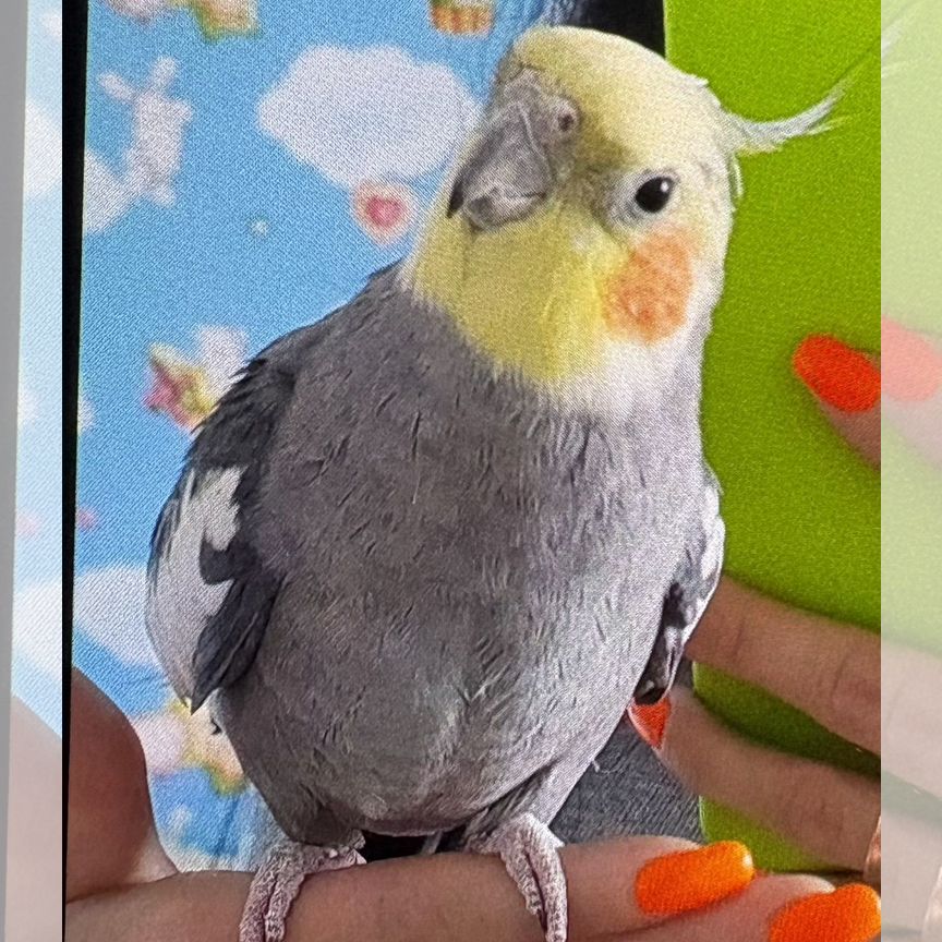 Попугай корелла