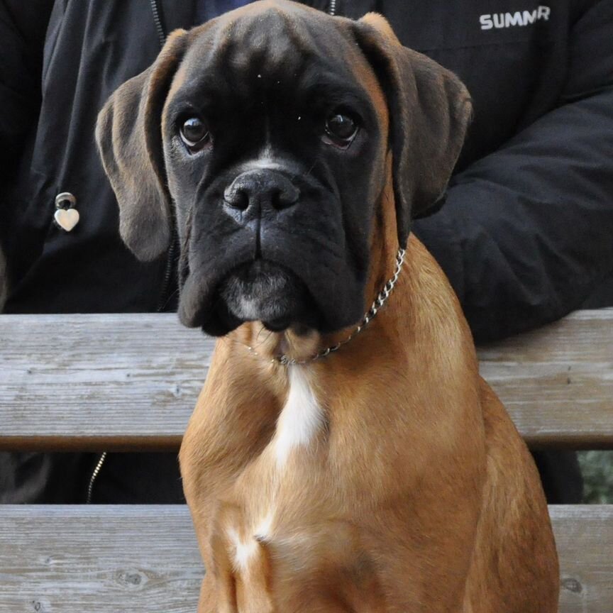 Боксер, щенок