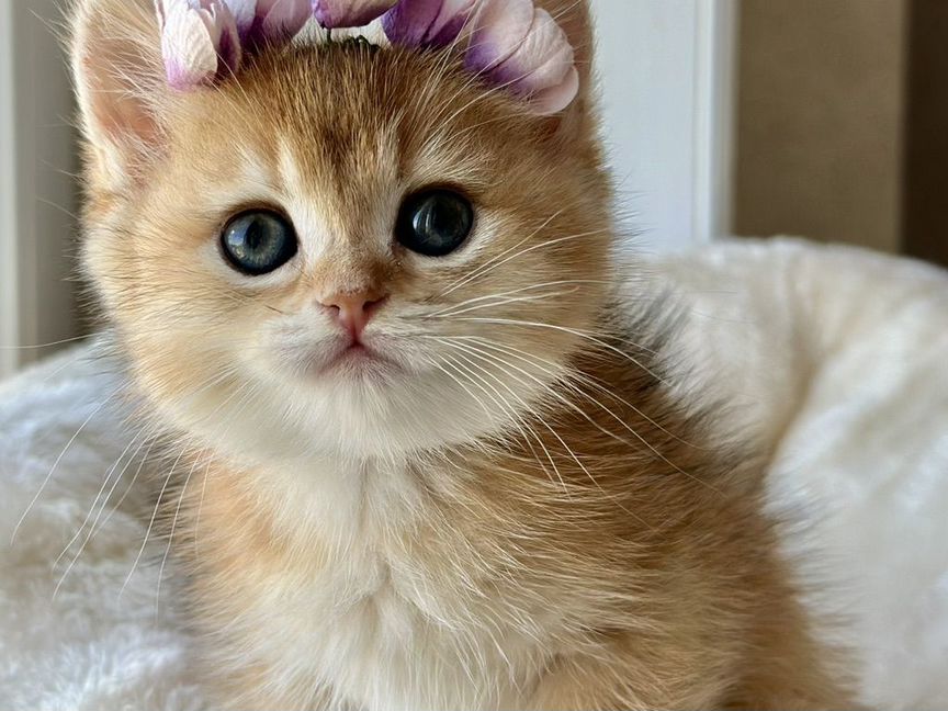 Шикарная яркая кошка золотая шиншилла