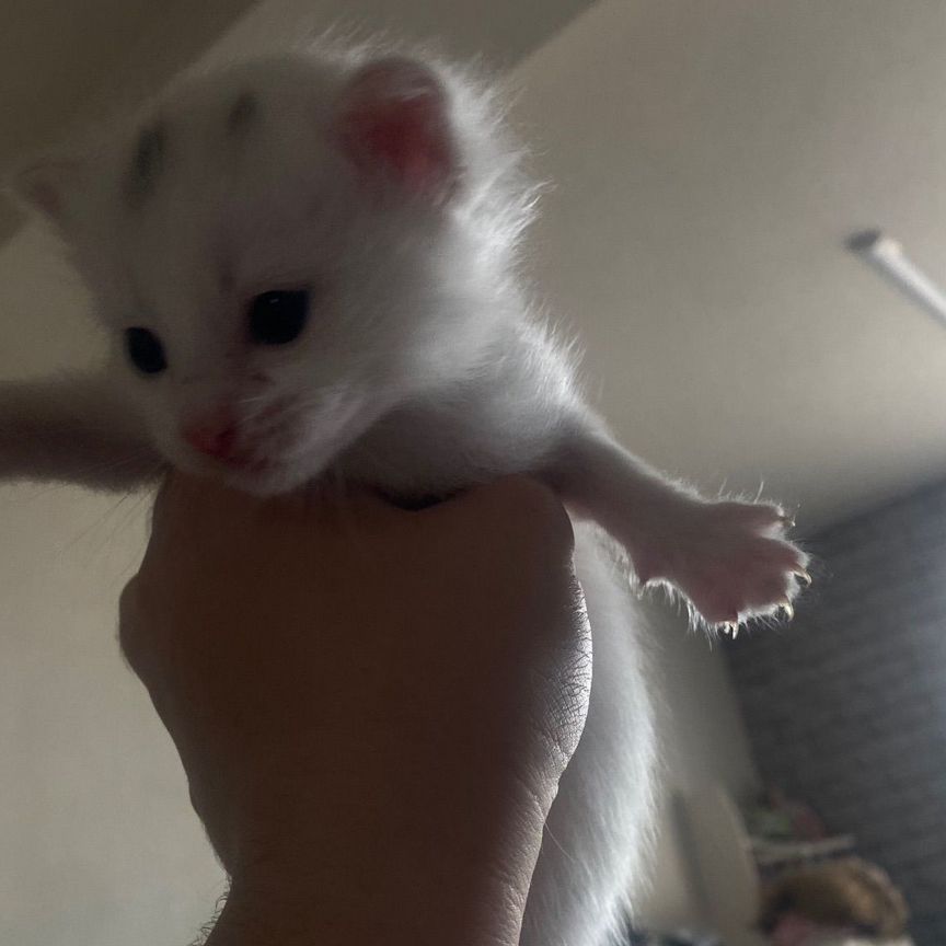 Котёнок в добрые руки