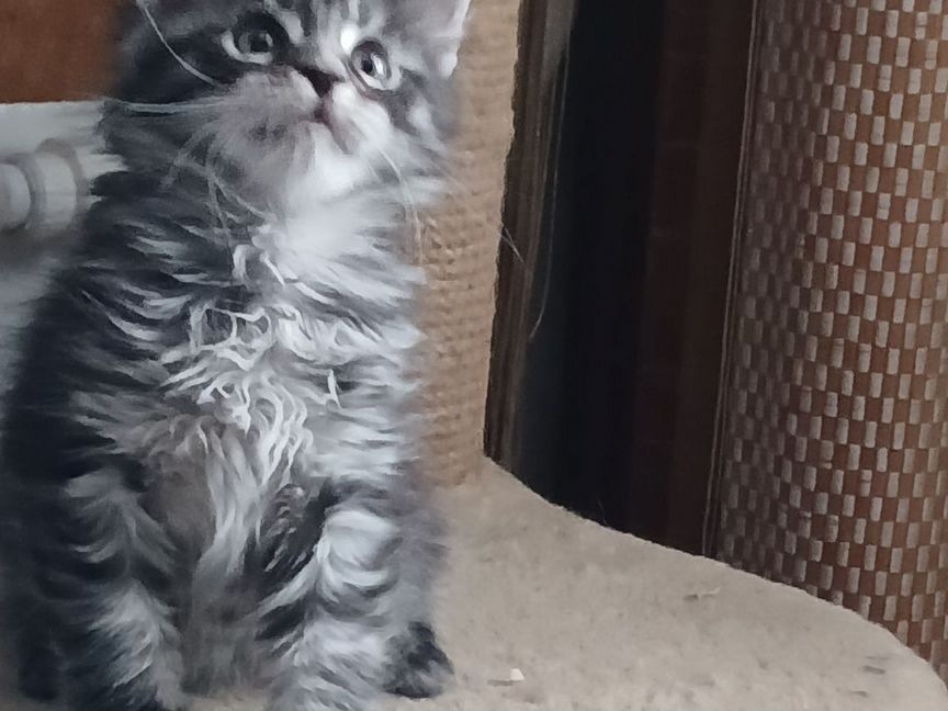 Котята мейн-кун