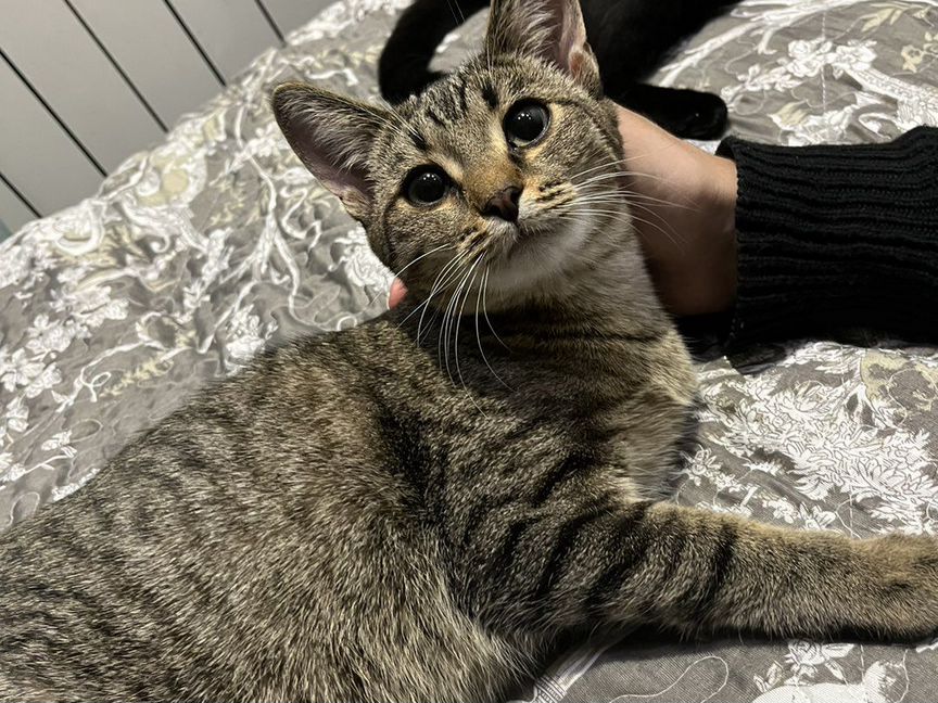Азиатская табби кошечка 5 месяцев в добрые руки