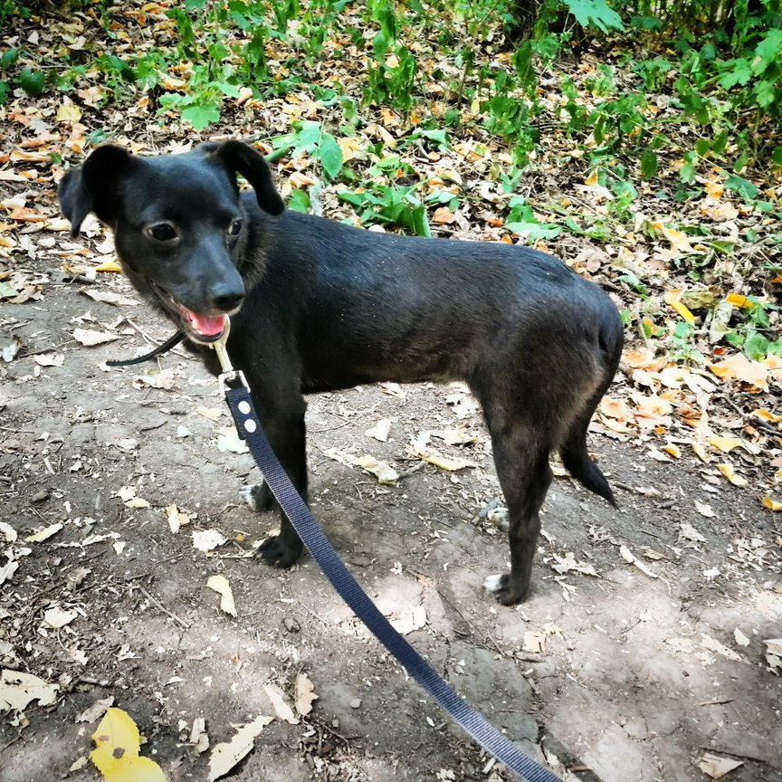 Метис пинчера в добрые руки