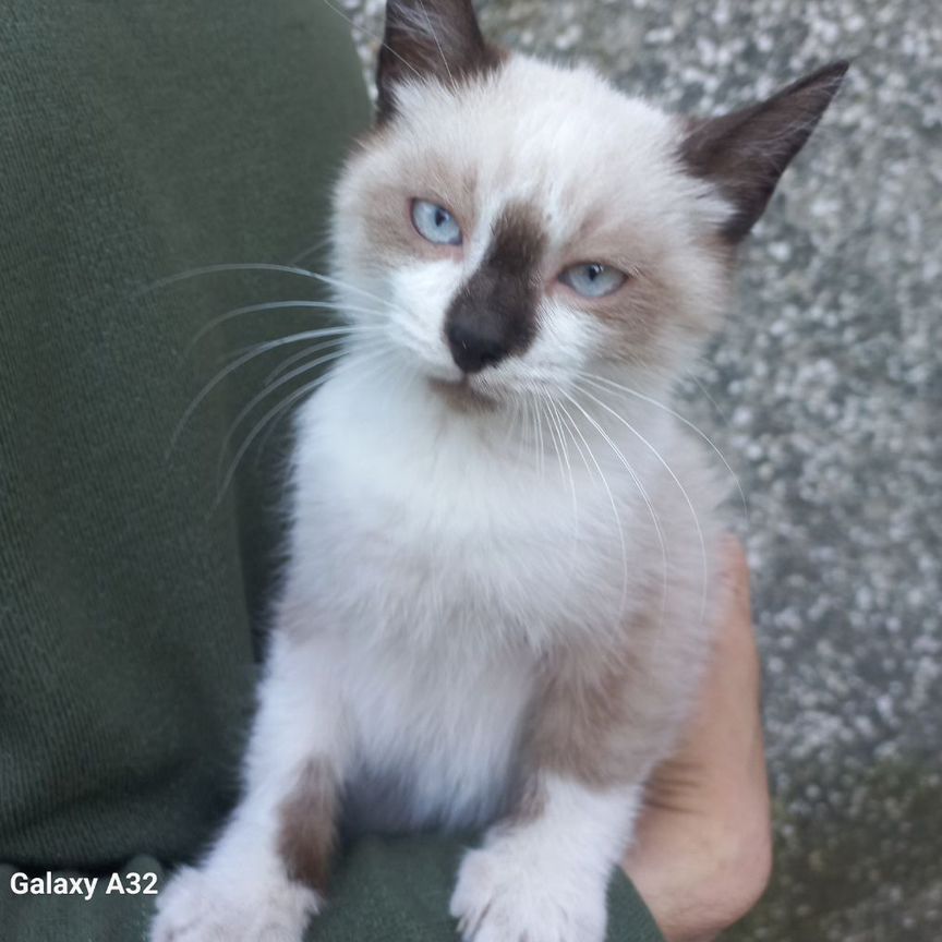 Тайский котёнок