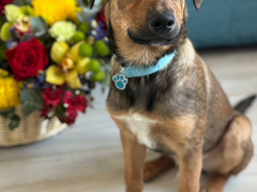 Собака в добрые руки