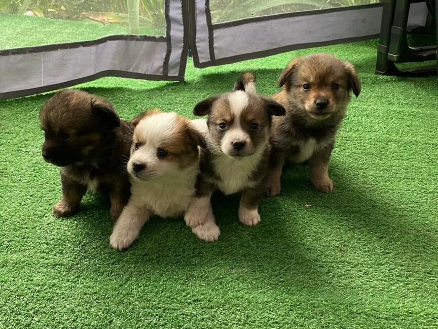 Щенки в добрые руки, будут маленькие