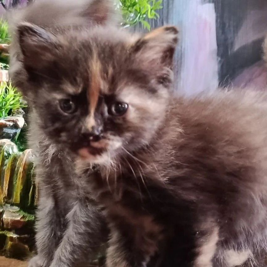 Котёнок от частного владельца