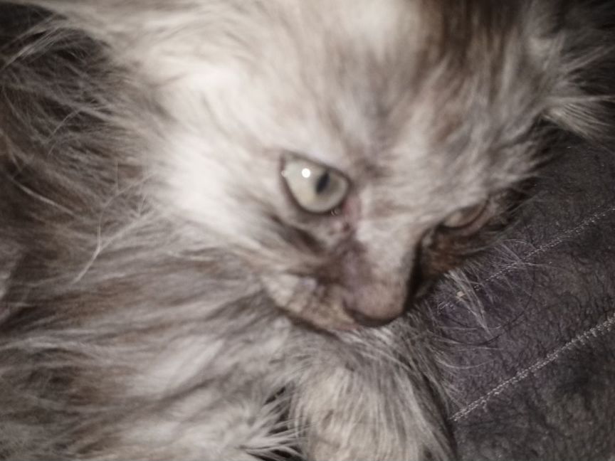 Вислоухий котенок